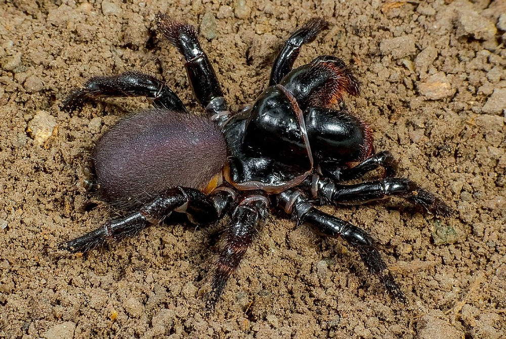 Hunters Beware: the 10 Most Dangerous Spiders in the American Wild