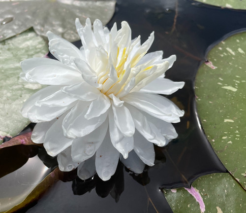 Snow Angel | Aquatic Oasis Lilies