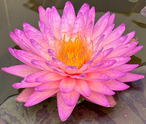 Ramata Kane | Aquatic Oasis Lilies