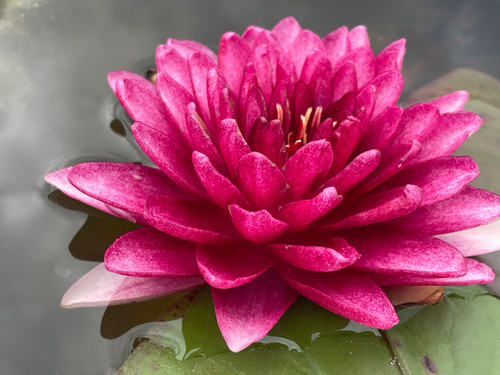 Anantachai | Aquatic Oasis Lilies