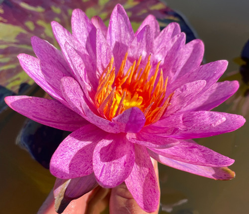 Purple Zebra | Aquatic Oasis Lilies