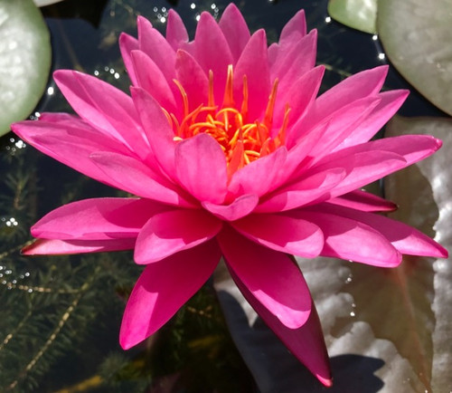 Mayla | Aquatic Oasis Lilies