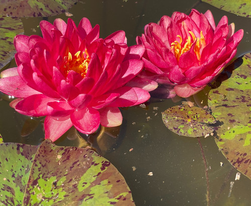 Tilelli | Aquatic Oasis Lilies