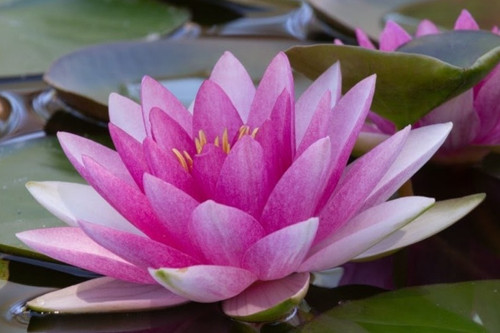 Sultan | Aquatic Oasis Lilies