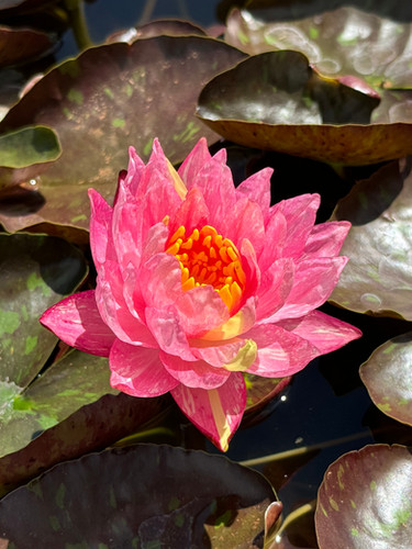Joy's Jasper | Aquatic Oasis Lilies