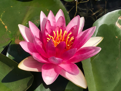 Sultan | Aquatic Oasis Lilies