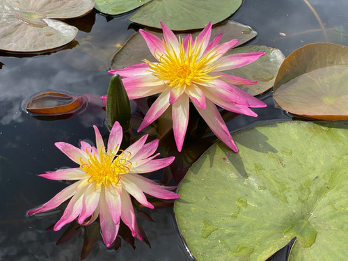 Tayri | Aquatic Oasis Lilies