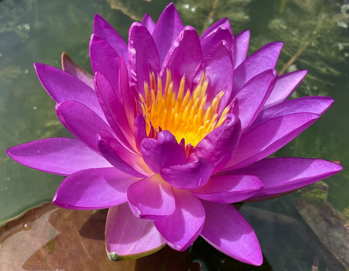 Violicious | Aquatic Oasis Lilies