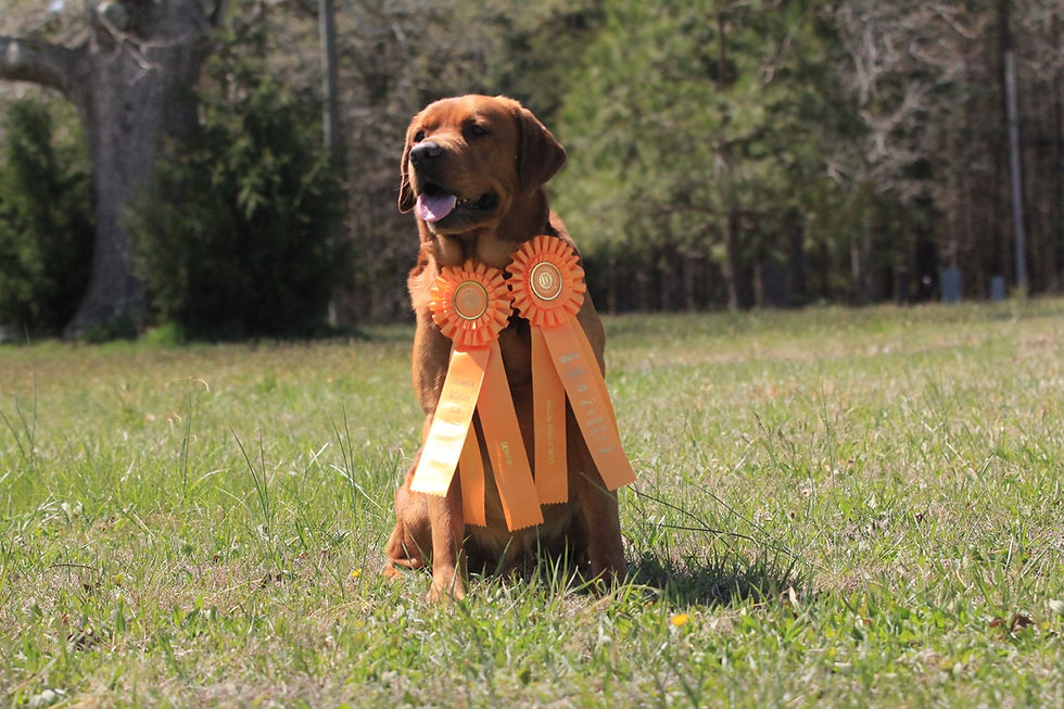 OUR LABS | Lady Oak Labradors
