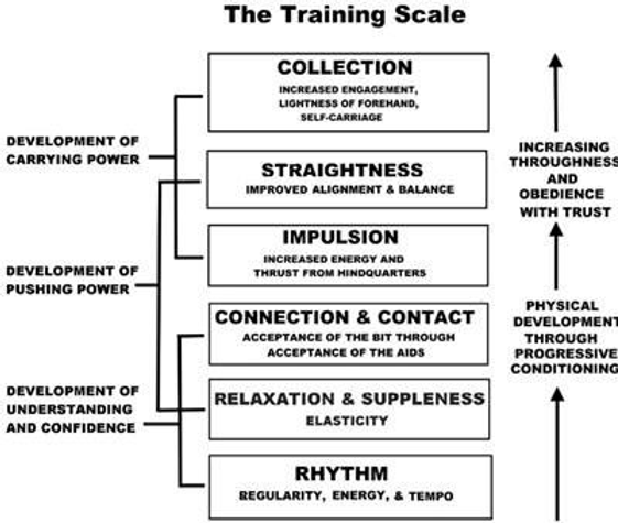 How to use the Pony Club Training Scale to structure your rides
