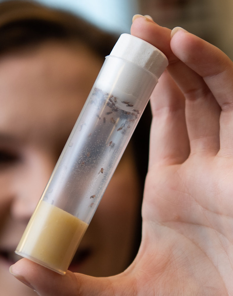 Which fly food recipe should I use to raise flies for behavior?