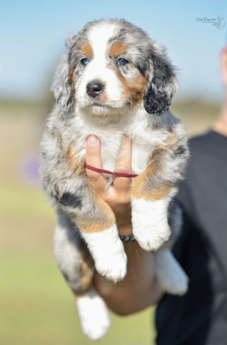 Maroon Rush Slowly Farms