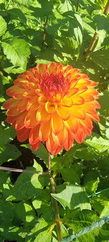 GINGEROO | ShippingLaneDahlias