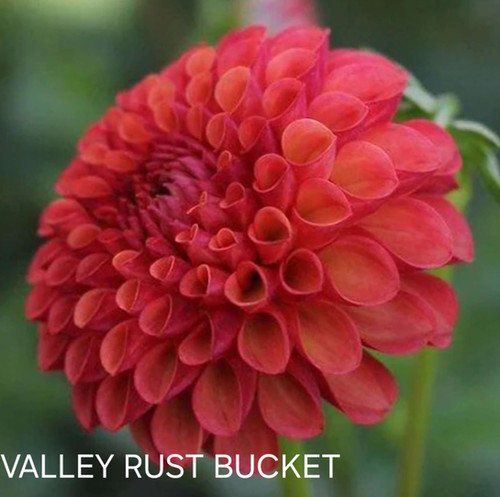 VALLEY RUST BUCKET | ShippingLaneDahlias