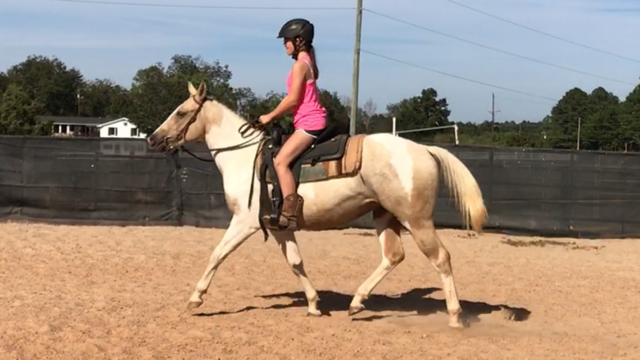 Horse Breeding/Sales/Consulting | Cofer Ranch | United States