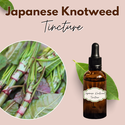 Japanese Knotweed Tincture | Kingdom Come Home