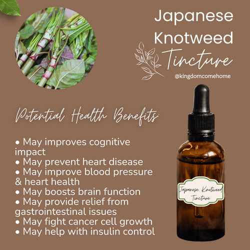 Japanese Knotweed Tincture | Kingdom Come Home