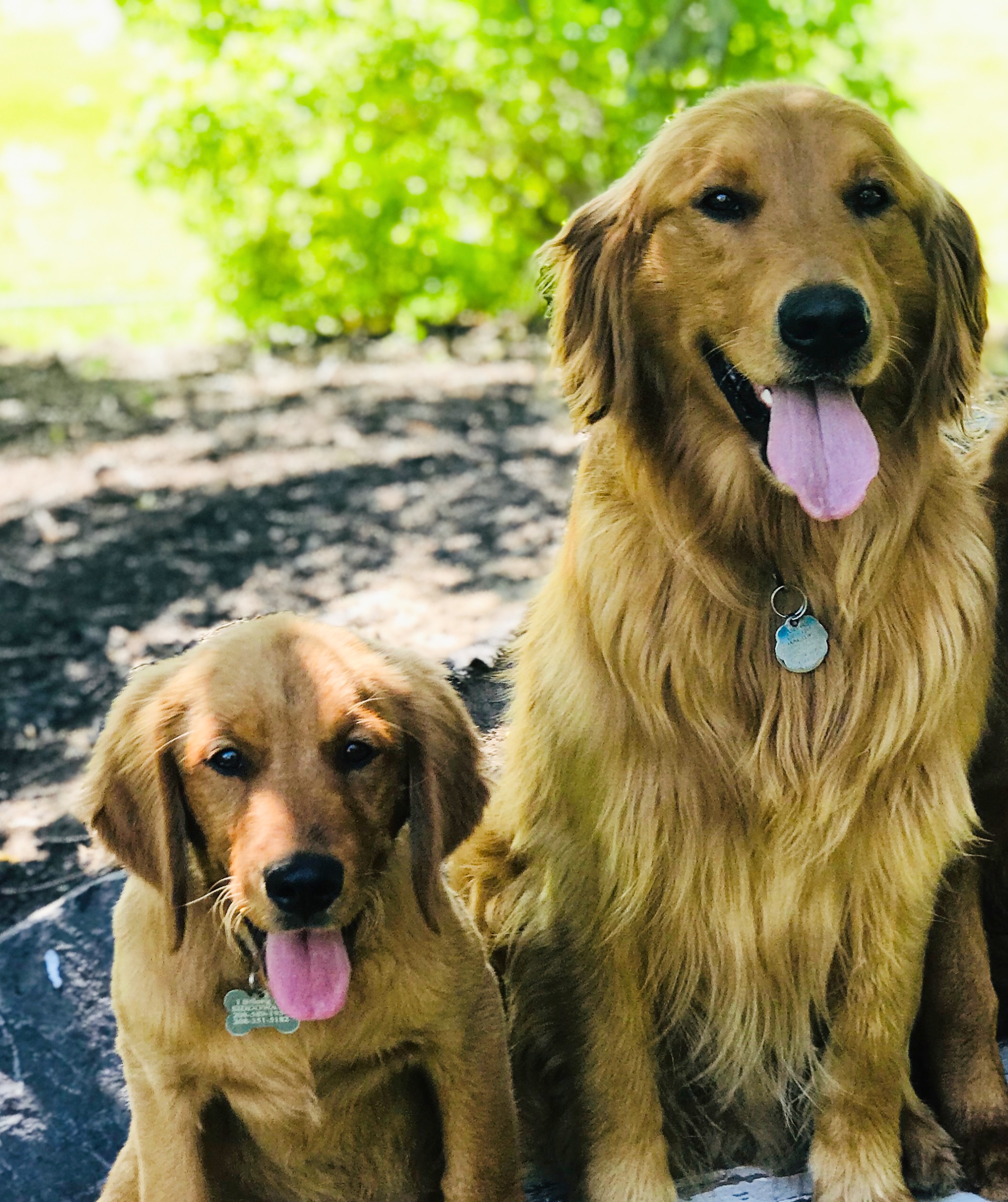 OUR ADVENTURE | Teton River Golden Retrievers
