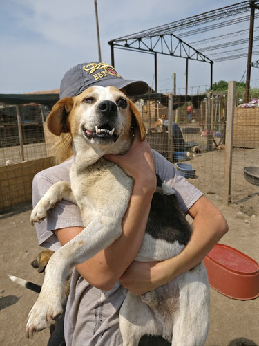 Billy Beagle, 7 years | bmdrnew