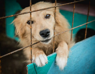 Barking Mad Dog Rescue