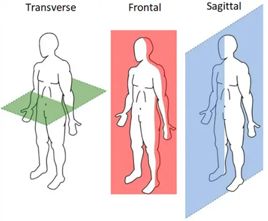 Basic Anatomical Terminology: Some fundamental anatomical terms