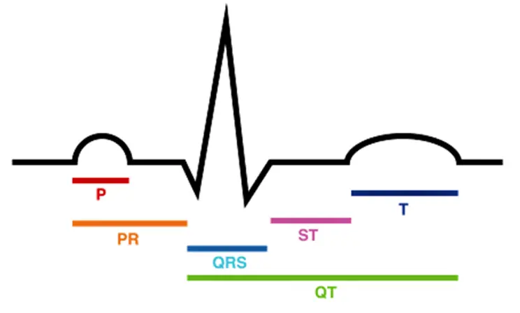 Electrocardiogram: How ECG Works, Components of ECG