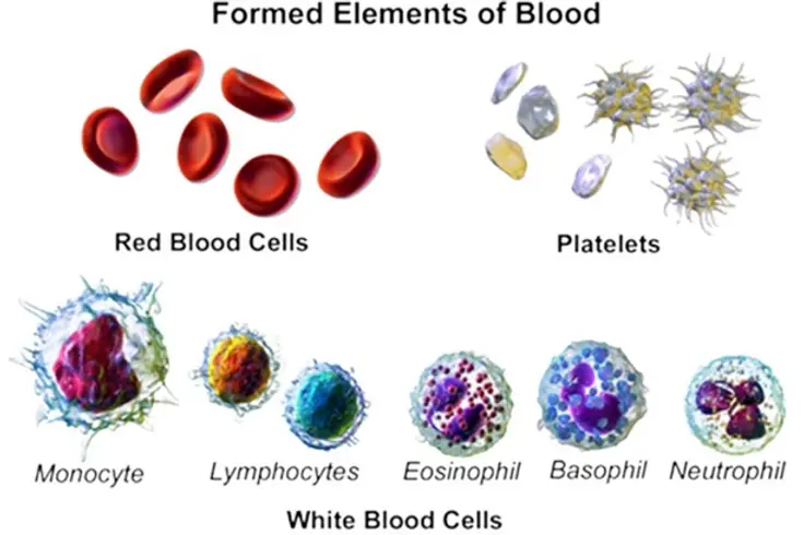 Blood: composition and functions