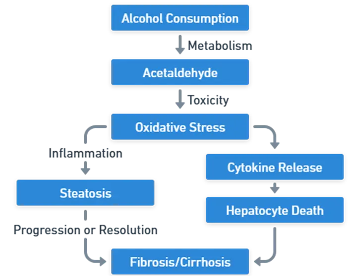 Alcoholic Liver Disease: overview | symptoms | etiology | pathogenesis ... Alcoholic Liver Disease: overview | symptoms | etiology | pathogenesis ...