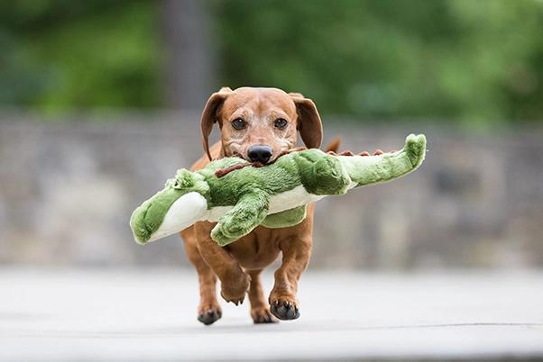 Dog Toy Review | Fluff And Tuff Plush Dog Toys