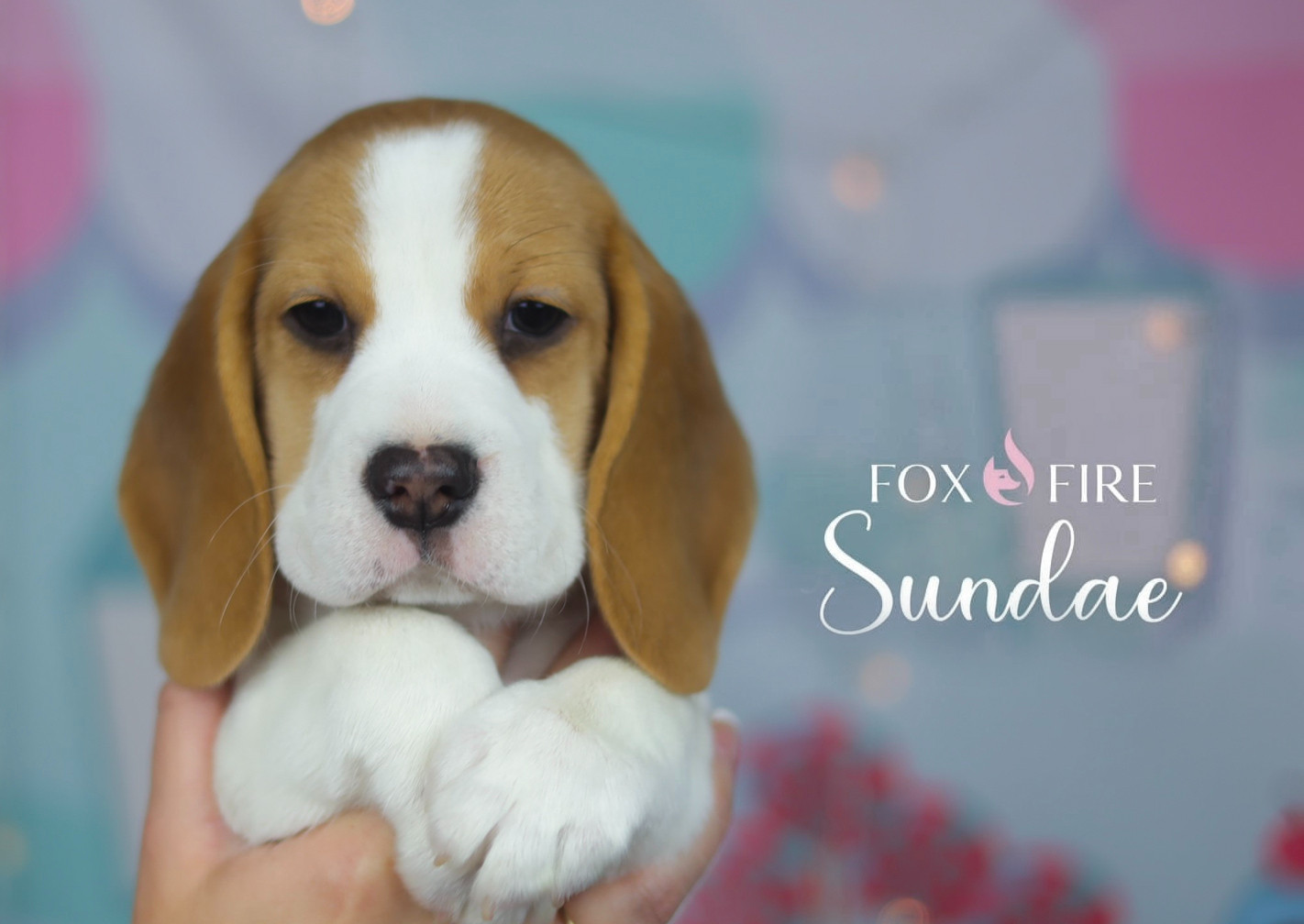 SUNDAE | Foxfire Beagles