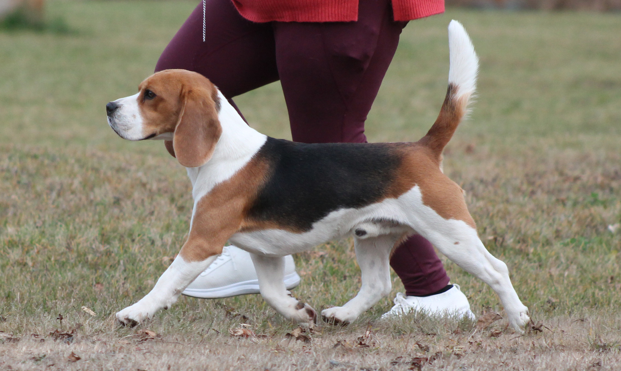 MALES | Foxfire Beagles