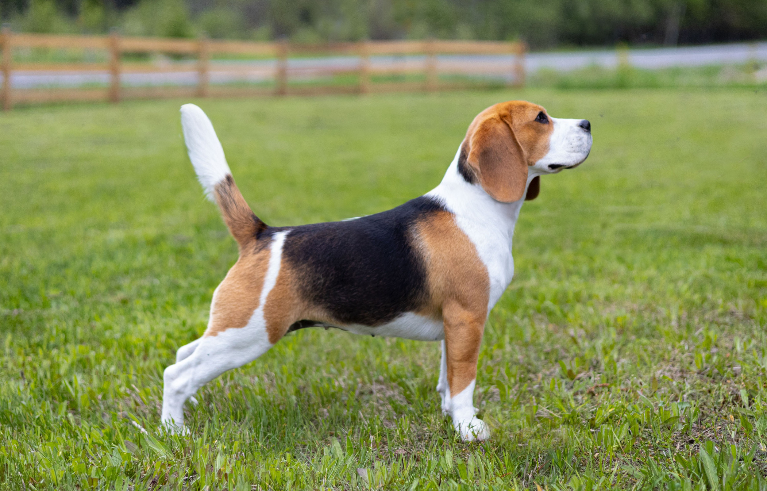 FEMALES | Foxfire Beagles