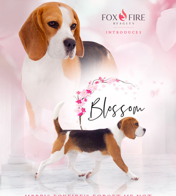 BLOSSOM | Foxfire Beagles