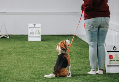 HOME | Beagle Club Canada