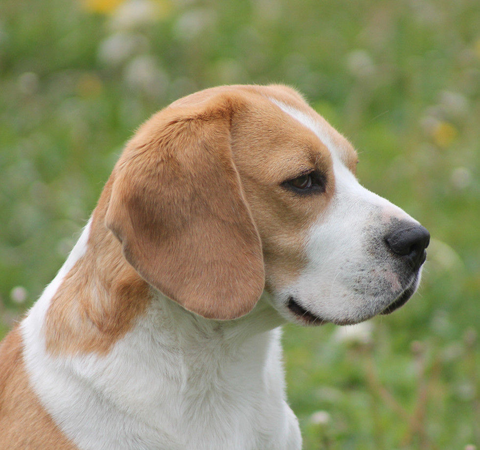 FOX - Beagle Puppies | Ontario | FoxFire Kennel