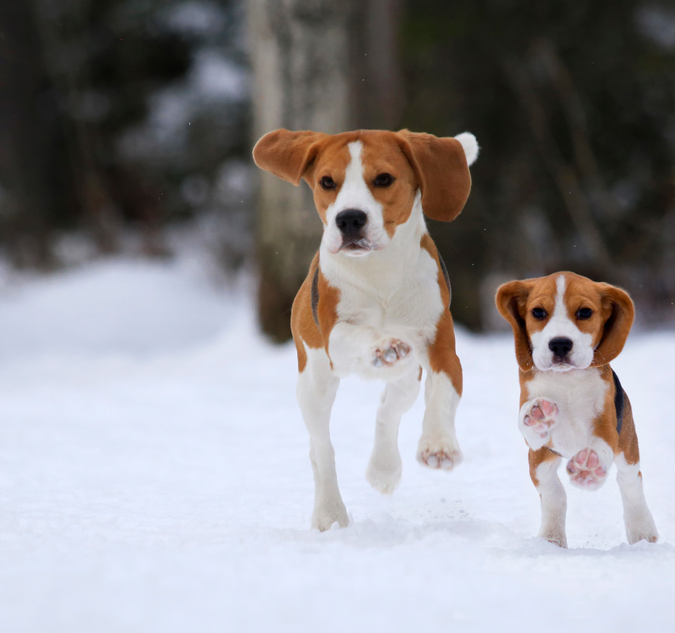 FOX - Beagle Puppies | Ontario | FoxFire Kennel