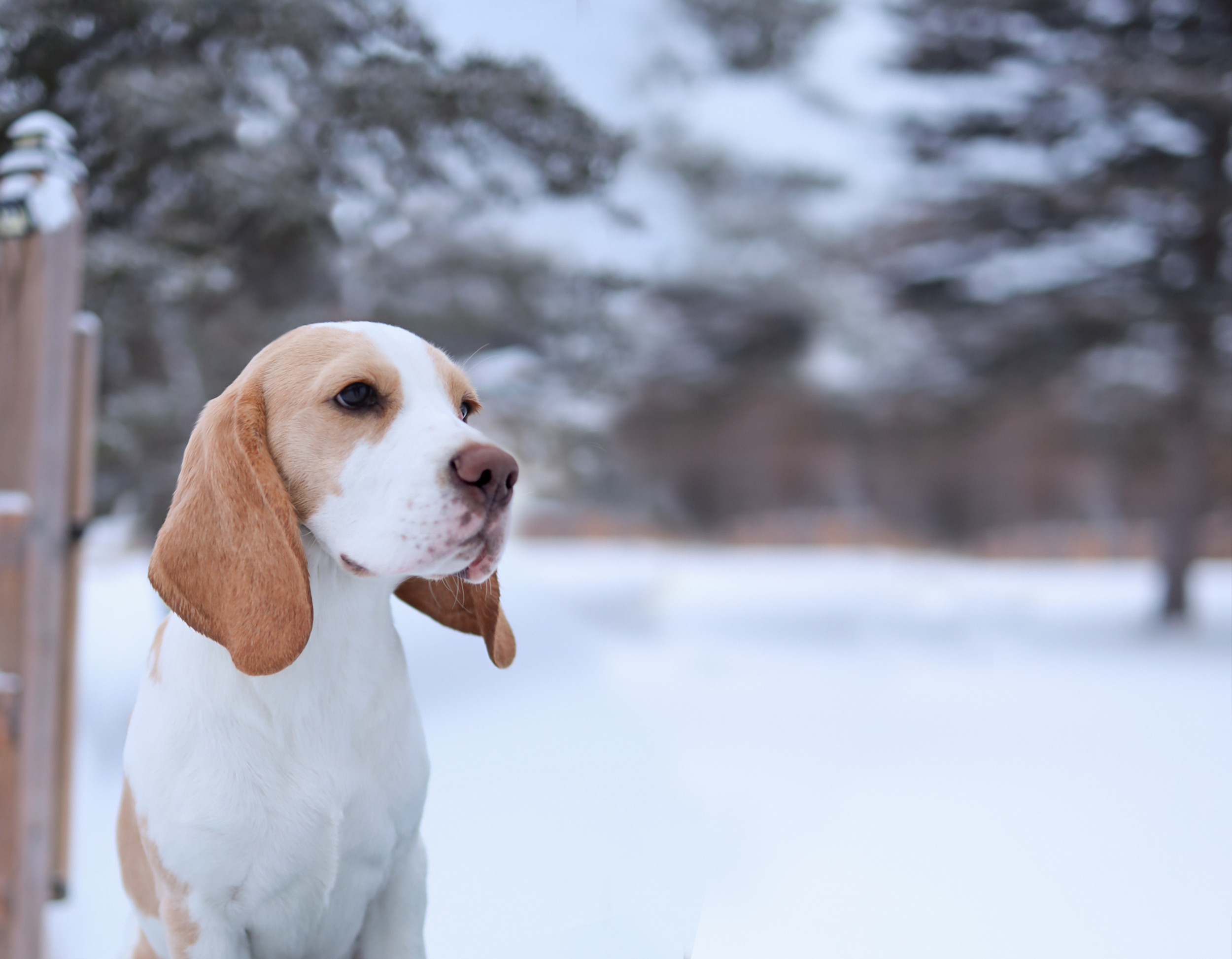 ELARA | Foxfire Beagles