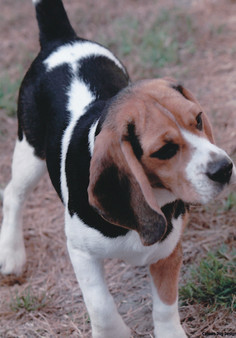 HOME | Beagle Club Canada