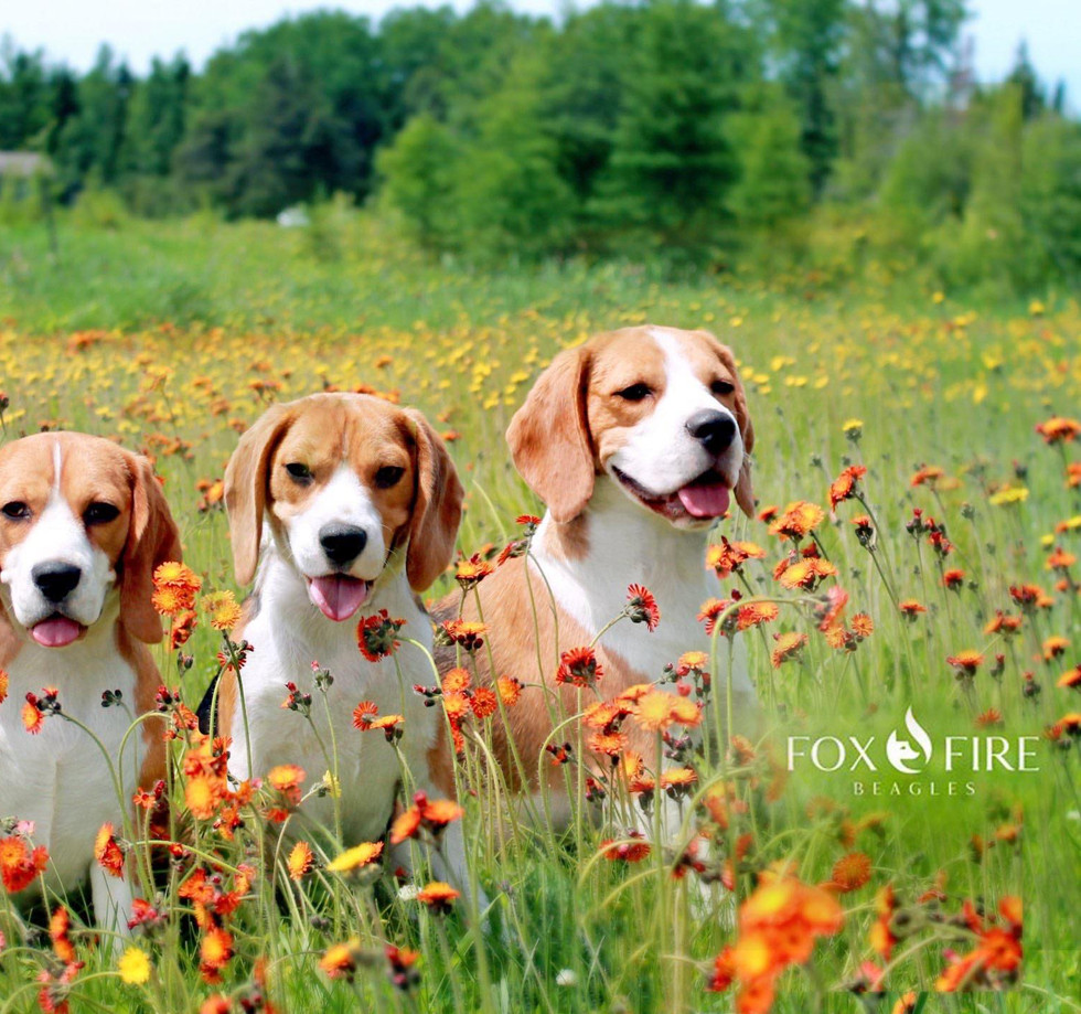 FOX - Beagle Puppies | Ontario | FoxFire Kennel