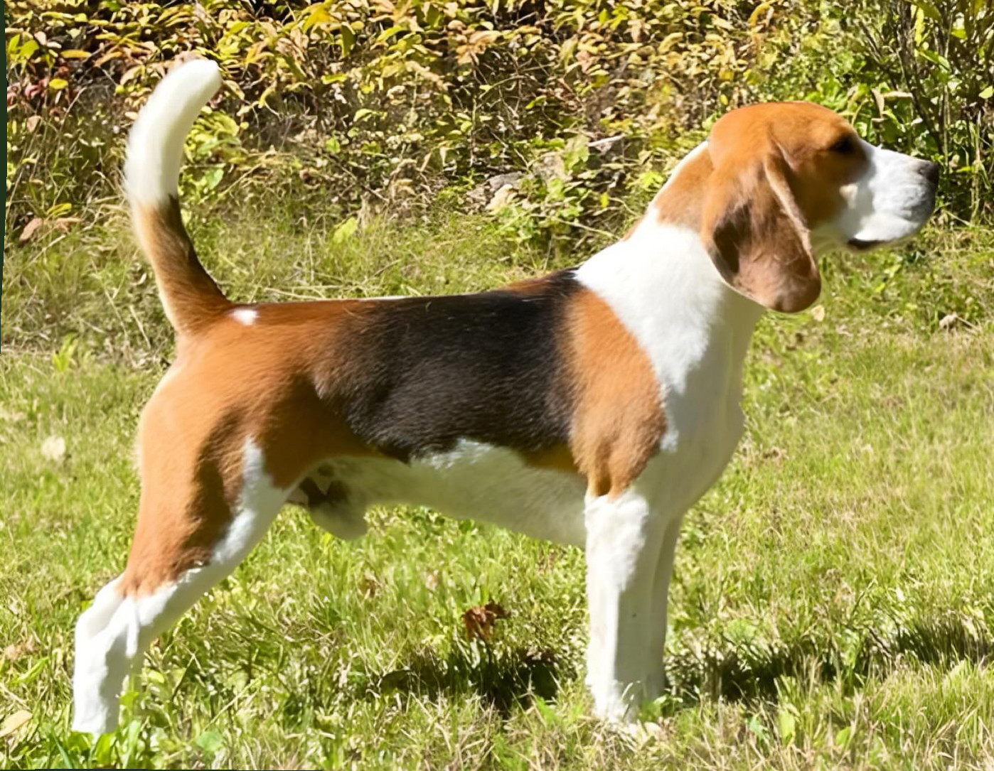 ORBIT - Beagle | Ontario | FoxFire Kennel