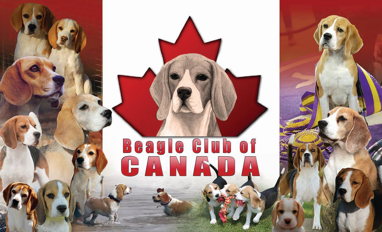 HOME | Beagle Club Canada