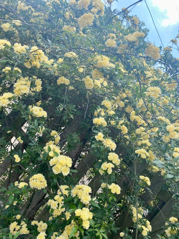 A Tale of Two Lady Banks Roses A Tale of Two Lady Banks Roses