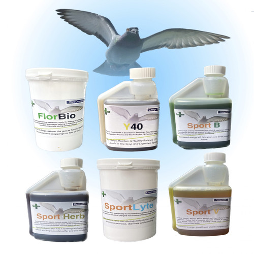 Old Bird Sprint Race Pack | The Racing Pigeon