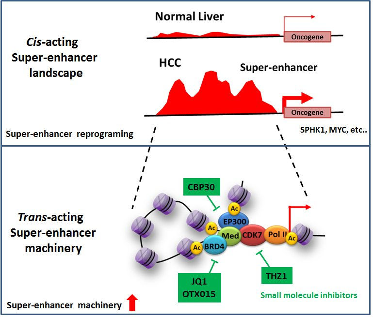 Super-enhancer landscape in liver cancer