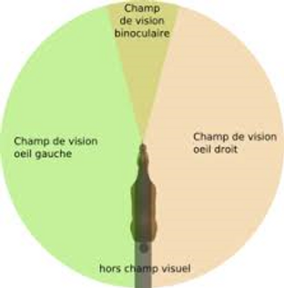 Qu'entrainent ces différences ? | tpe-visionducheval