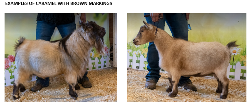 PYGMY GOATS AUSTRALIA | Pygmy Goat Breeders | AGB Inc