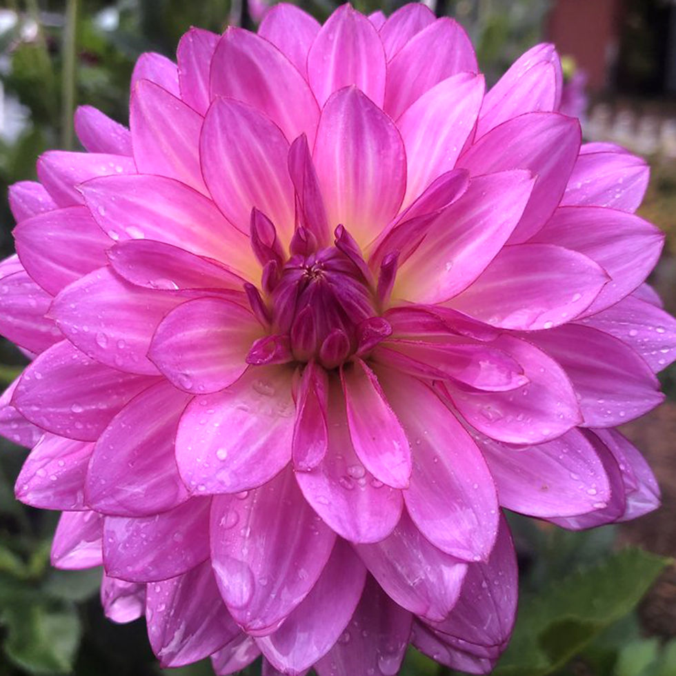 Shop All Dahlias | Dooryard Dahlias | Midcoast Maine Organic Farm