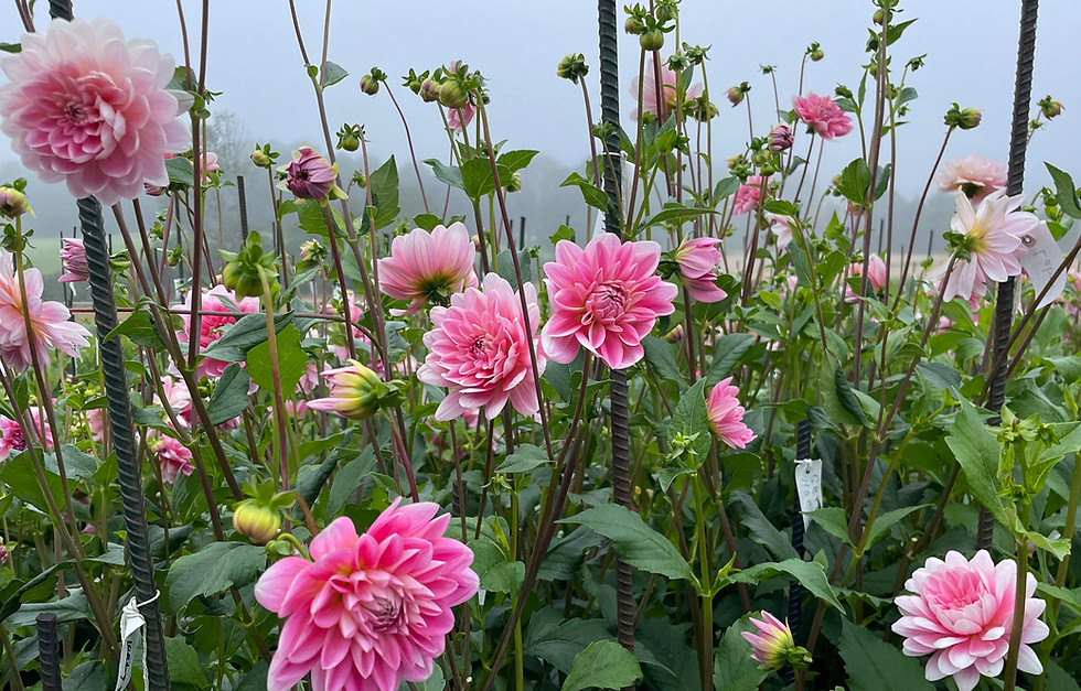 Dooryard Dahlia Fields | Midcoast Maine Organic Farm