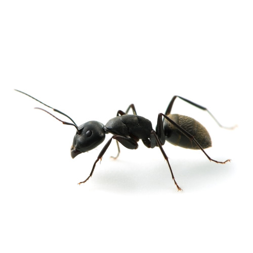Rossameise (Camponotus ligniperda) | KAWO Schädlingslexikon