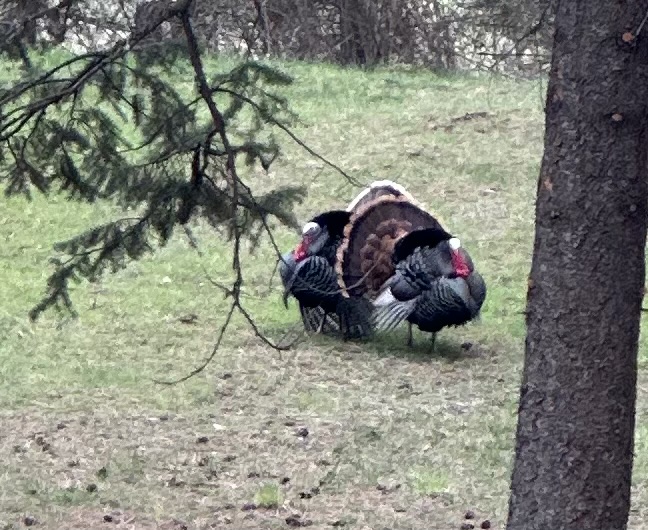 The BMO Ultimate spring "TO DO" list in the PNW! - Update